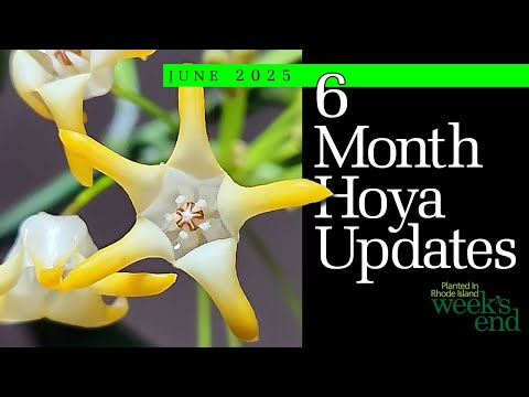 6 MONTH HOYA UPDATE | Let's See How Hoya versteegii, Hoya sangguensis & Others Are Doing Now