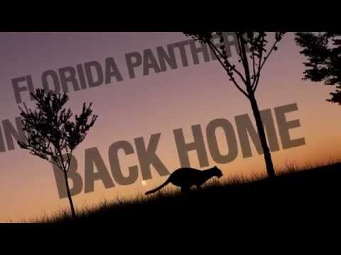 Help Save the Florida Panther
