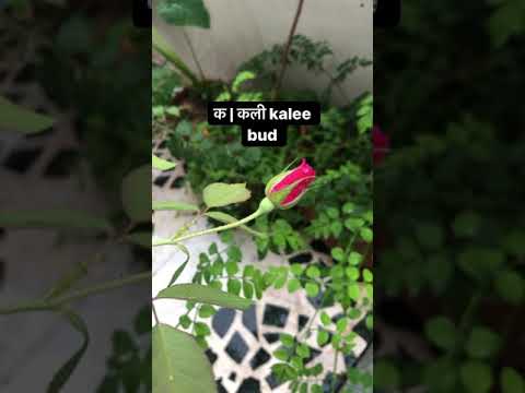 'Bud' in Hindi