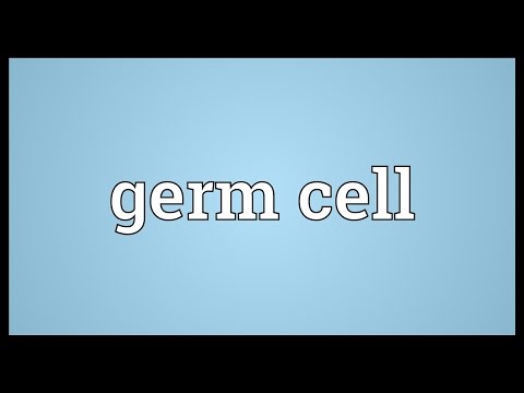 Germ cell Meaning
