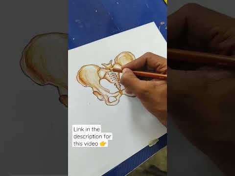 pelvic bone #shorts #youtubeshorts