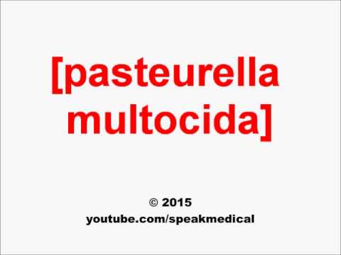Pronounce Pasteurella multocida | SpeakMedical