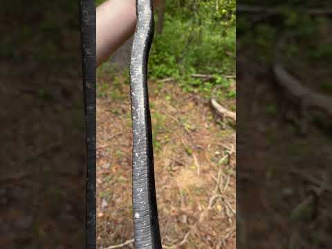 Iridescent belly on this beautiful Eastern Black Rat Snake