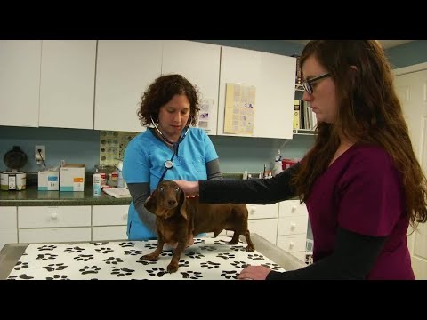 Opioids and animals