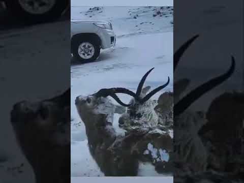Frozen Animal In a Freezing Cold