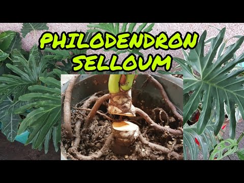 HOW TO PROPAGATE PHILODENDRON SELLOUM | Step By Step | Fel Pacs