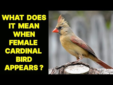 WHAT DOES IT MEAN WHEN A FEMALE CARDINAL BIRD APPEARS ?