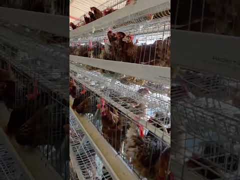 8,000 layer hens breeding farm in Zimbabwe #layercage #chickencage
