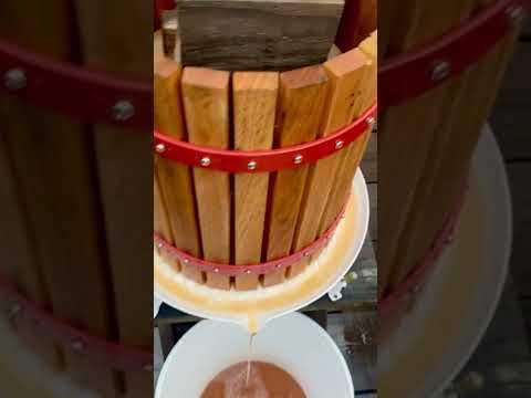 Fresh pressed apple juice