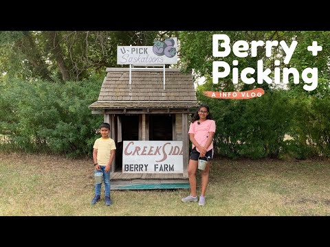 Saskatoon Berries at "Creek Side Berry Farm" | U' Pick Sherwood