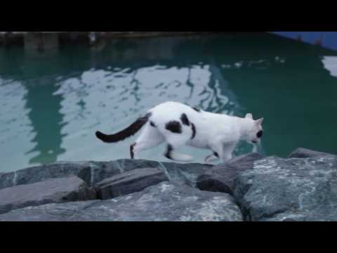 Animal Welfare Abu Dhabi || Interview with Dr. Susan Aylott