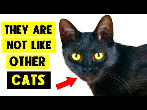 9 SURPRISING FACTS ABOUT BLACK CATS! ????⬛???? (I Bet You Don’t Know Them All!)