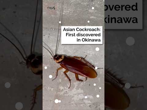 Asian Cockroach: First discovered in Okinawa