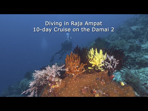 Diving in Raja Ampat Aboard the Damai 2 Liveaboard - Dec 2022