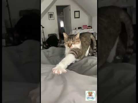 Airplane Ears #pets #doglover #cute #puppy #cats #catlover #youtube #shorts