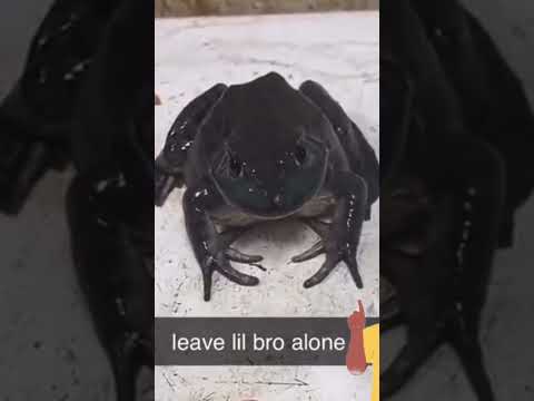 Why is this frog so mad π³