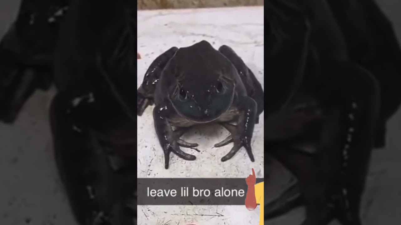 Why is this frog so mad 😳
