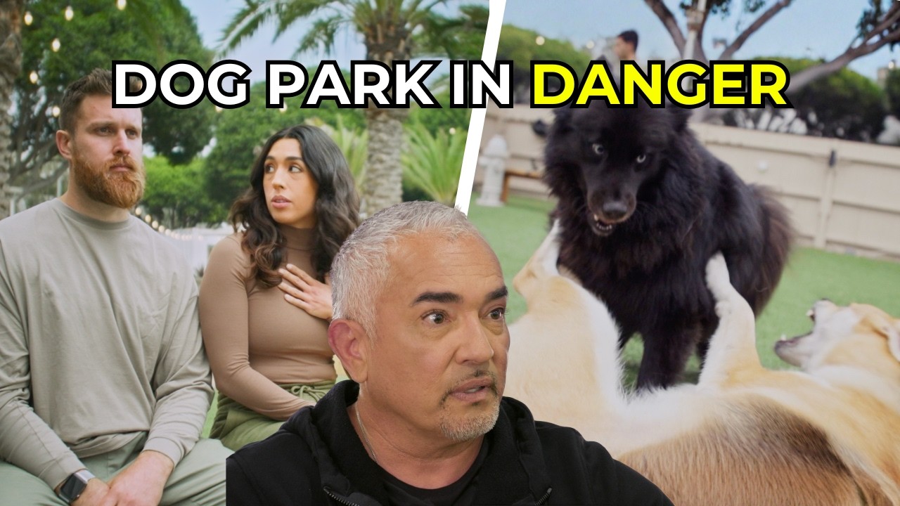 This Corgi Has Bitten His Owner 30 Times — Cesar Steps In | Better Human Better Dog S02E04