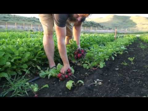 Discover the meaning of a farm-to-table community!