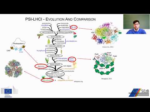 Introduction to photosynthetic supercomplexes and structure
