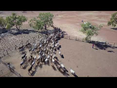 McMillian Pastoral Company Qld