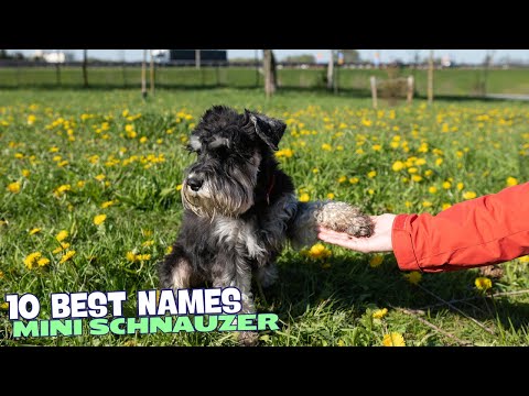🐾 10 Best Names for Mini Schnauzers 🐕