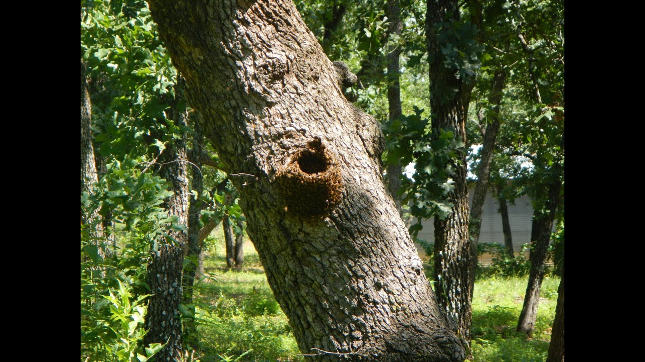 Bee Tree Removal - Honeybees
