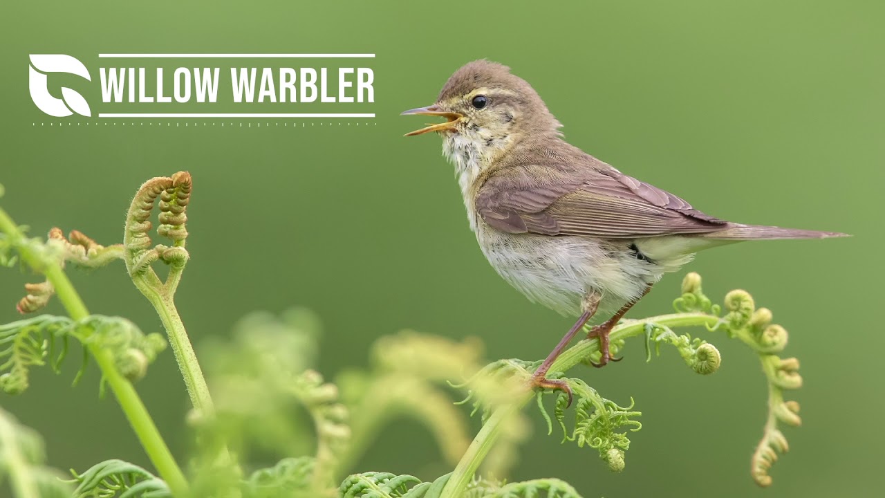 Willow Warbler Song