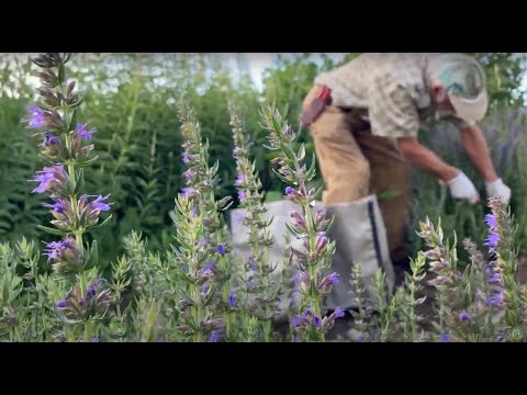 Hyssop - How to Grow and Harvest with Michael Pilarski "Skeeter"