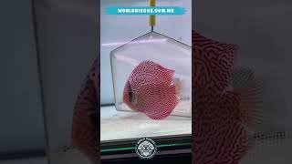 Disco - King Viper - World Discus