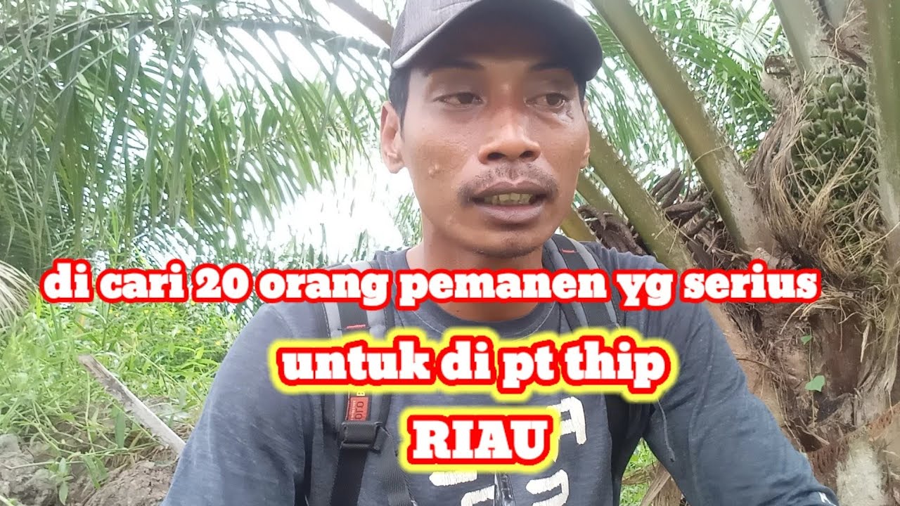 di cari cepat 20 pemanen lowongan kerja untuk perkebunan kelapa sawit riau.