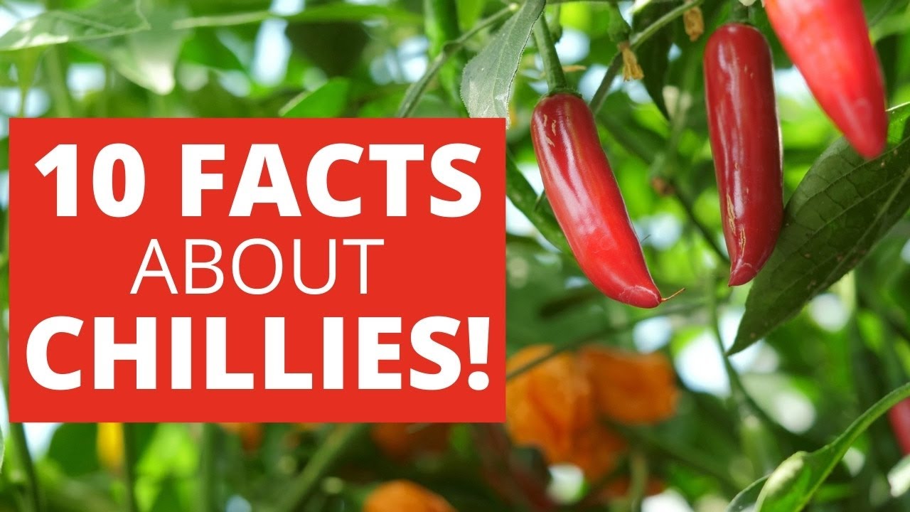 10 Things You Didn't Know About Chilli Peppers!