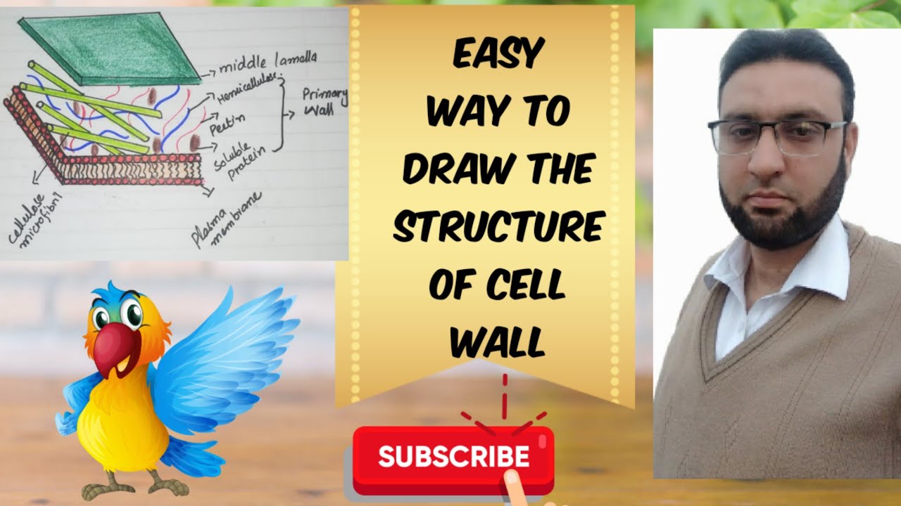 Easy way to draw the structure of cell wall
