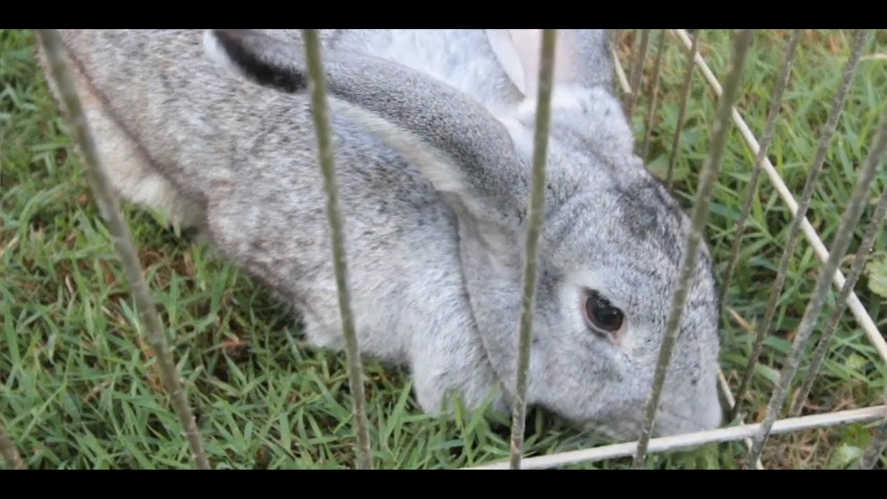 Which Rabbit Breeds Make the Best Pets? | Small Pets