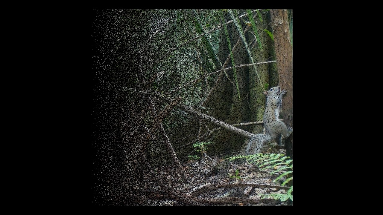 epic squirrels: slow motion jumps