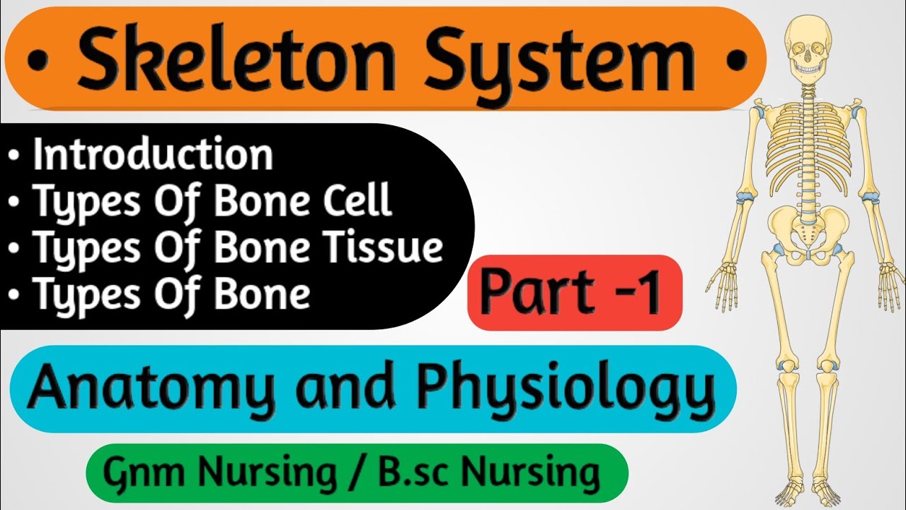 Skeletal System Anatomy and Physiology Nursing || Anatomy and Physiology For Nursing Student