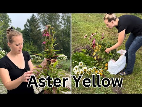 Throwing Away My Echinaceas Because Of Aster Yellow Disease! | Simply Bloom