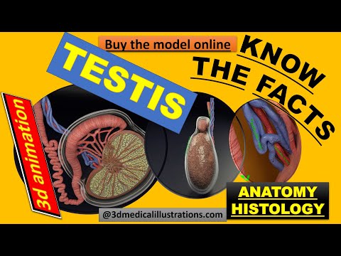 3D file testis anatomy histology 3D model 🧪 ・3D printable design to ...