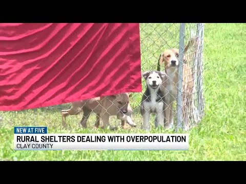 Rural animal shelters struggle with overpopulation