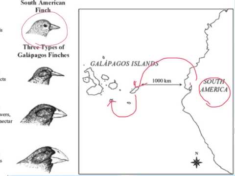 adaptive radiation