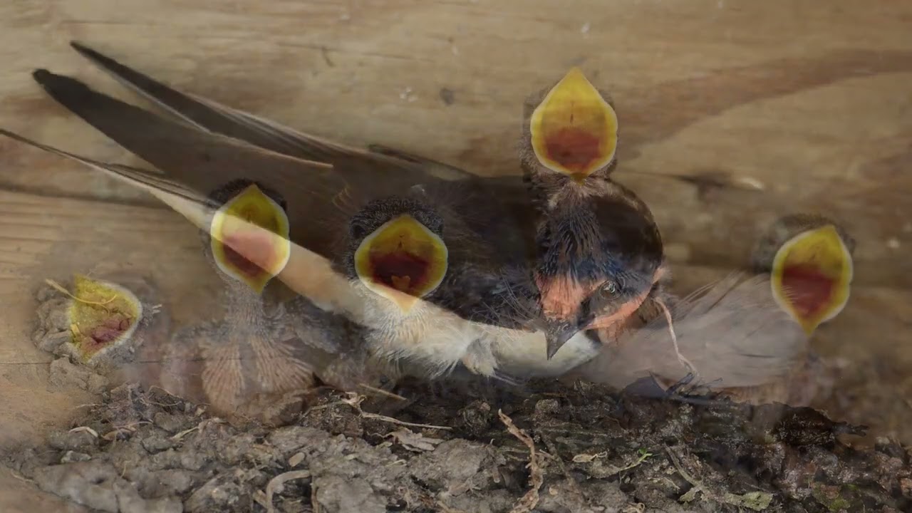 Nesting Barn Swallows HD