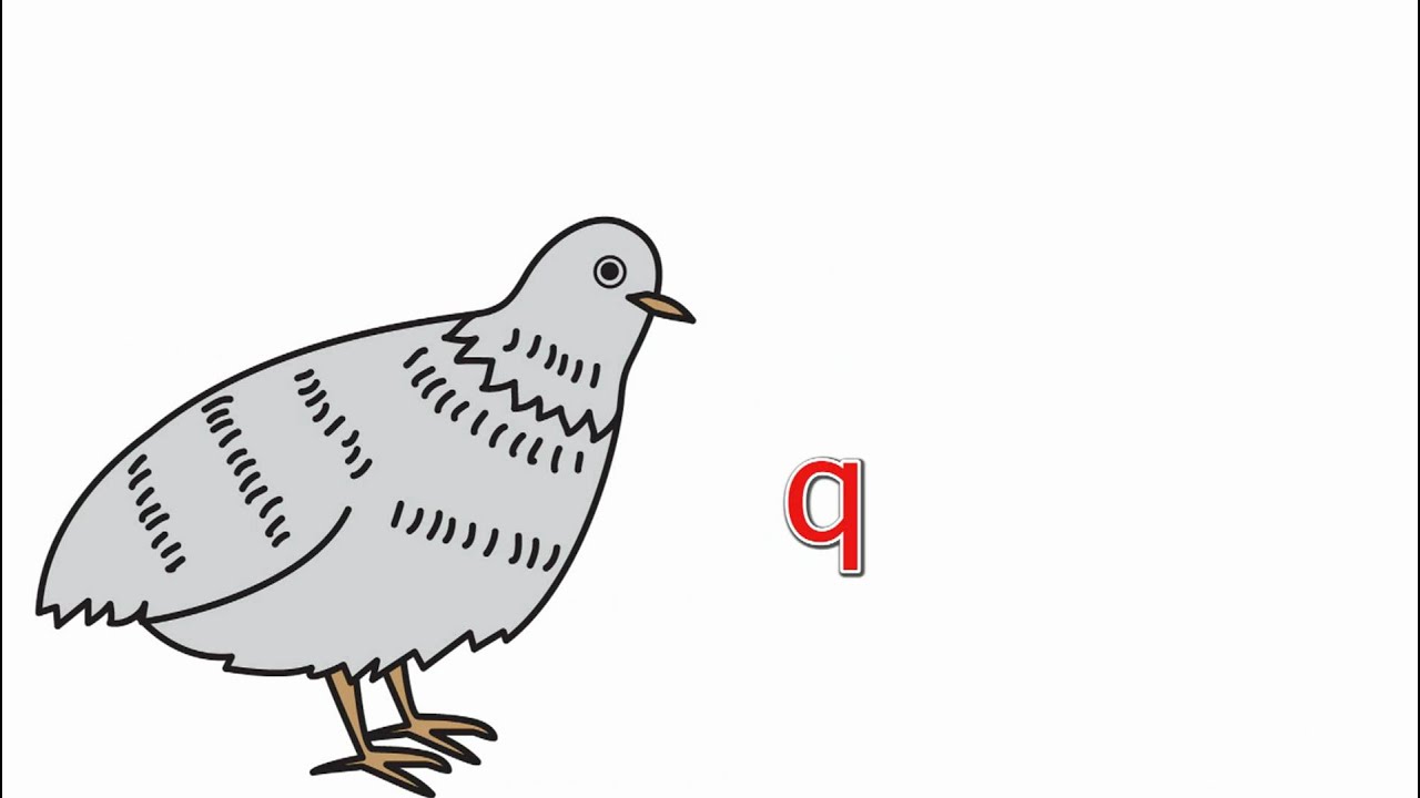 Q - Ring Card Phonics
