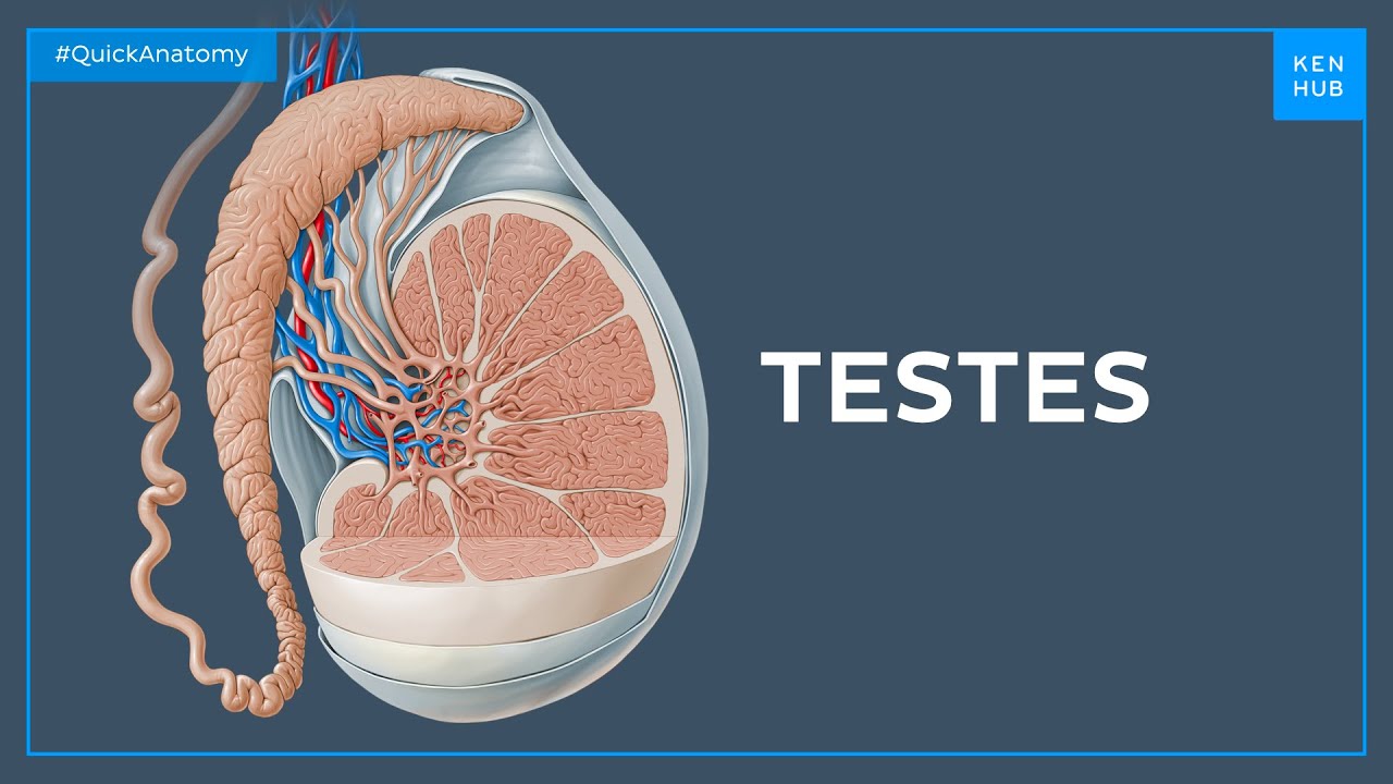 Testes anatomy - Quick Anatomy | Kenhub