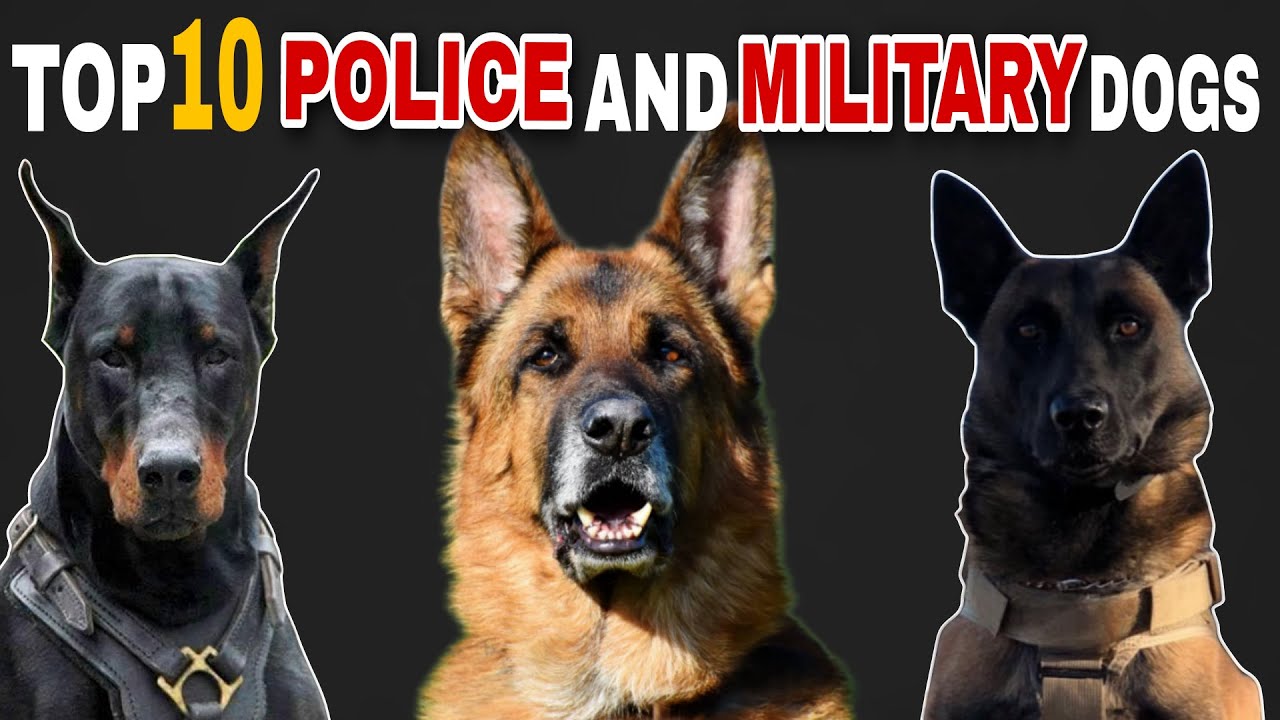 Top 10 Best Military and Police Dog Breeds