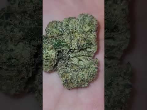 💥🚨🚨🚨💥COMPOUND GENETICS JOKERZ 31 INDOOR STRAIN REVIEW