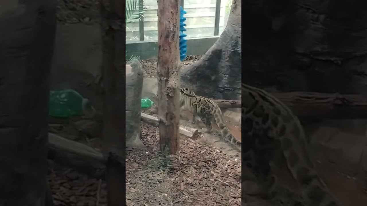 Clouded Leopard 3