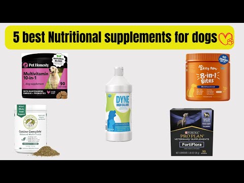 5 Best Nutritional Supplements for Dogs | Pet Care Tips