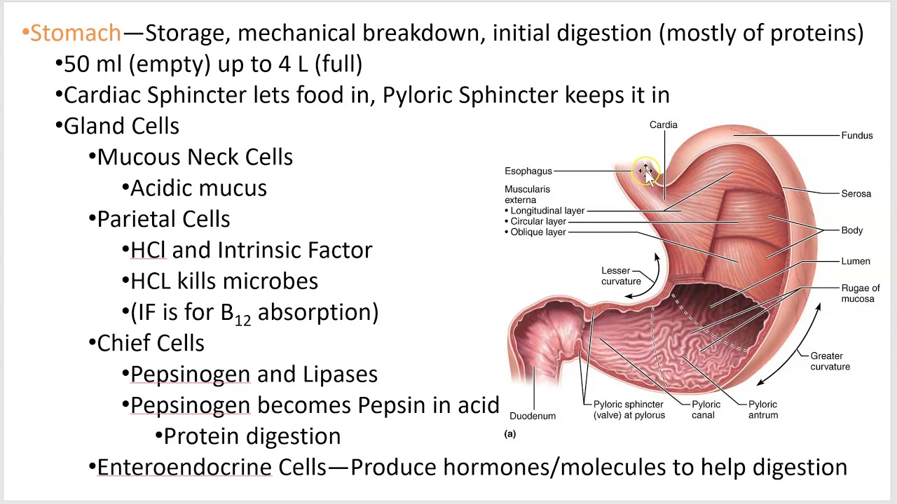 2402 Lecture Chapter 23 Digestive 2 PowerPoint Screencast