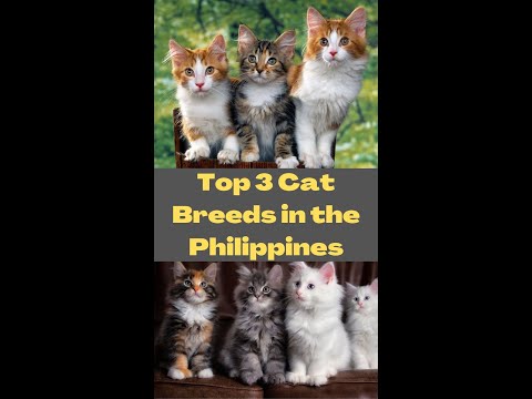 Top 3 Cat Breeds in the Philippines for 2022 #shorts #cat