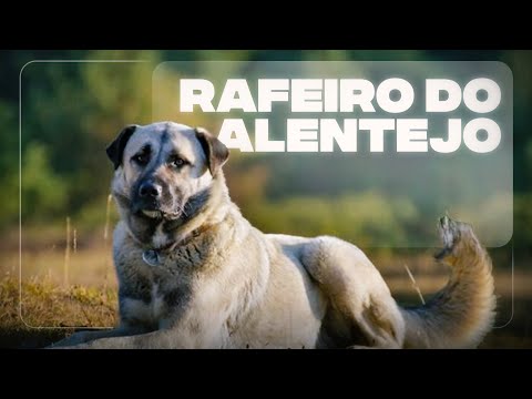 Rafeiro Do Alentejo: Things You Must Know Before Getting One